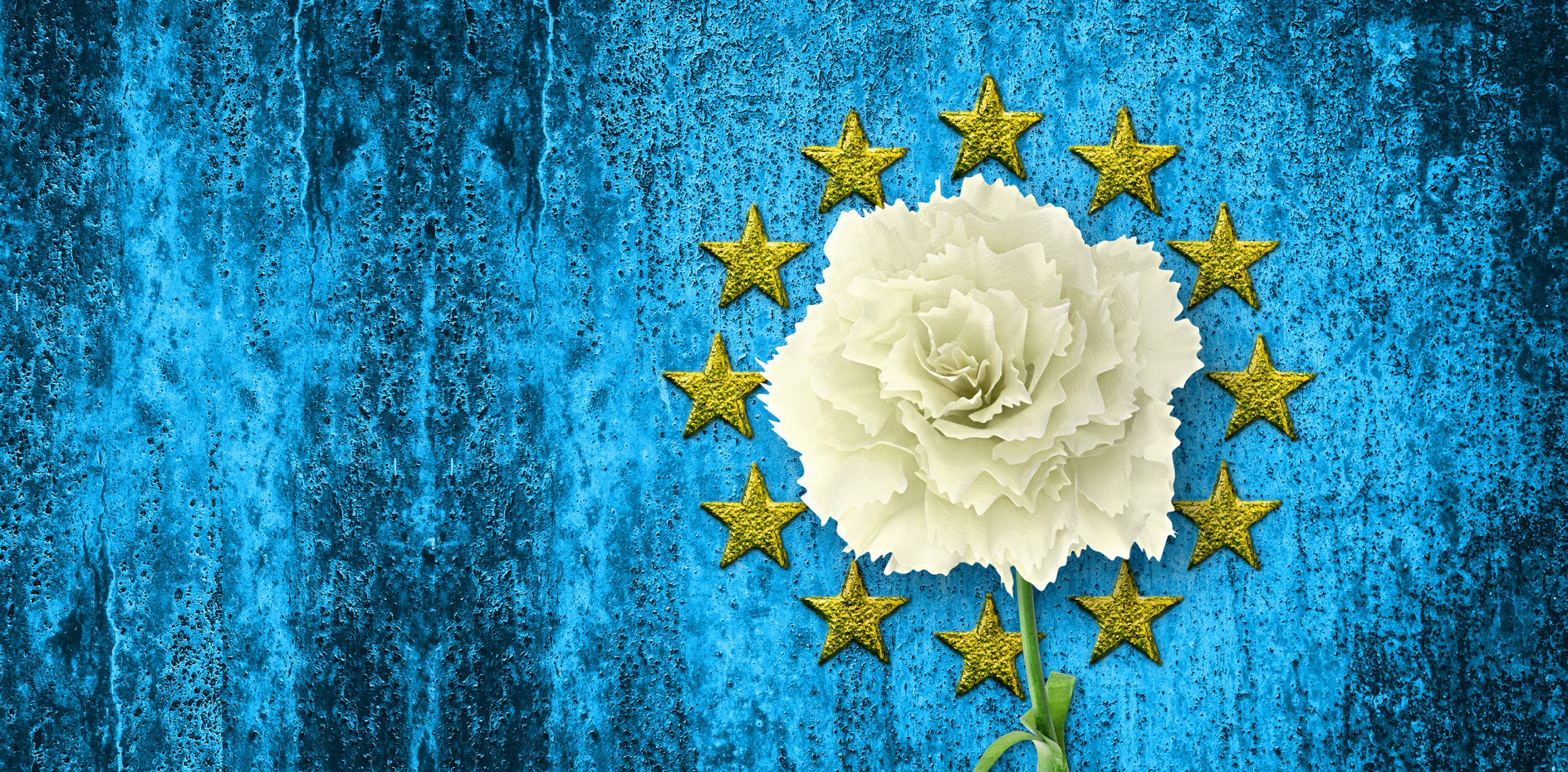 Witte anjer - Valuedge